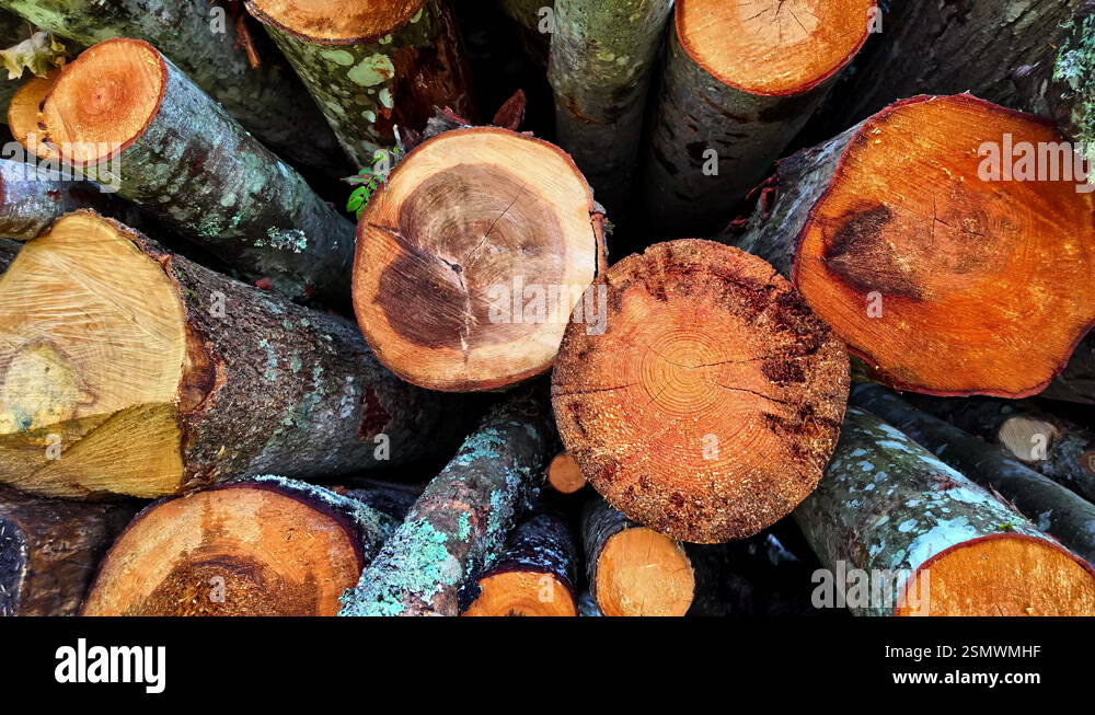 Wood tree trunks hardwood log stump, bole deforestation cutting forest ...