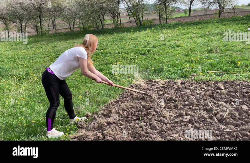 Preparing the garden for planting involves a woman meticulously raking ...