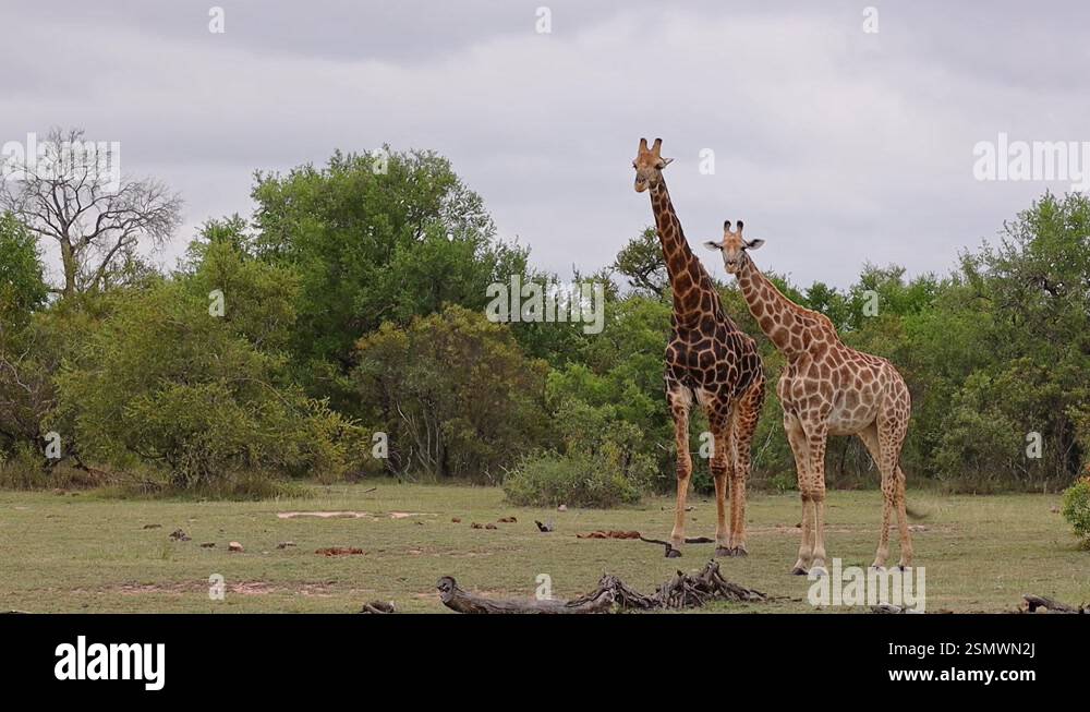 Pair of majestic Cape Giraffes stand relaxed in clearing of African ...
