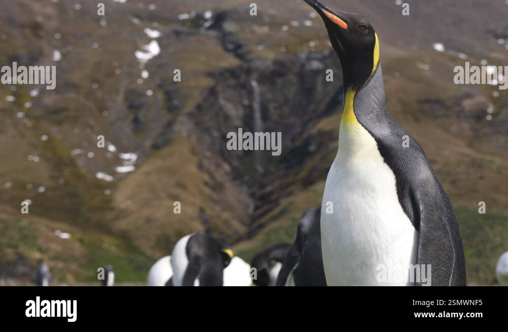 King Penguin Extending HIs Neck, Close Up. Animal in Natural Preserve ...