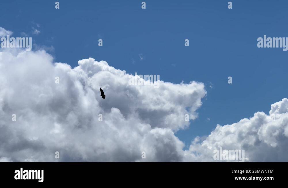Vultures soaring in the sky over Serra del Cadi, La Cerdanya, Spain ...