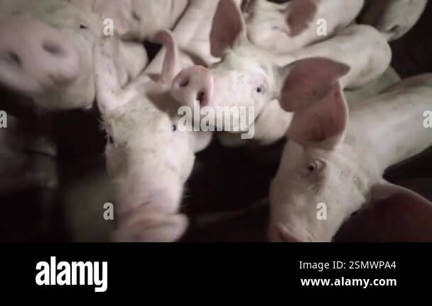 Crowded pig pen with young piglets closely observing camera ...