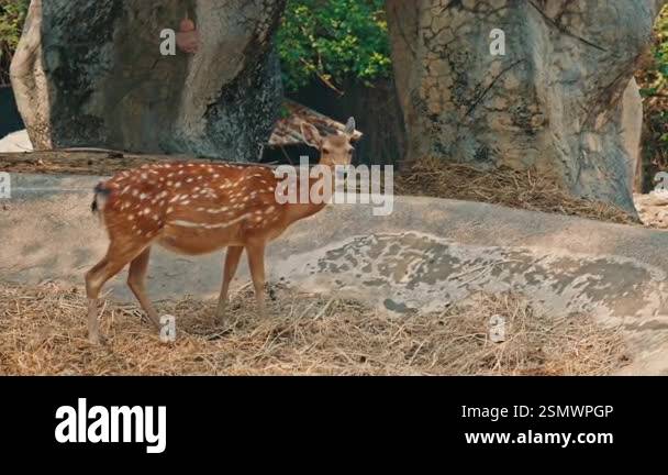 Beautiful female deer Stock Videos & Footage - HD and 4K Video Clips ...