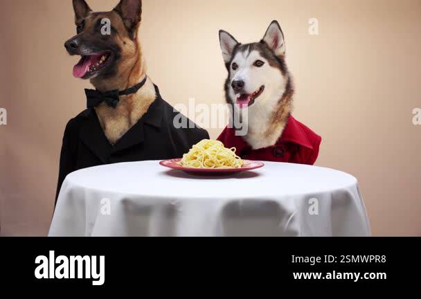 Two dogs, a Malinois and a Siberian Husky, sit at a table set for ...