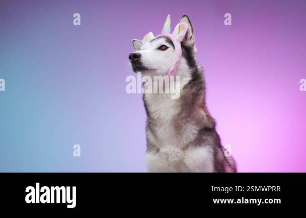 A husky dressed in a purple hoodie looks sideways against a soft ...