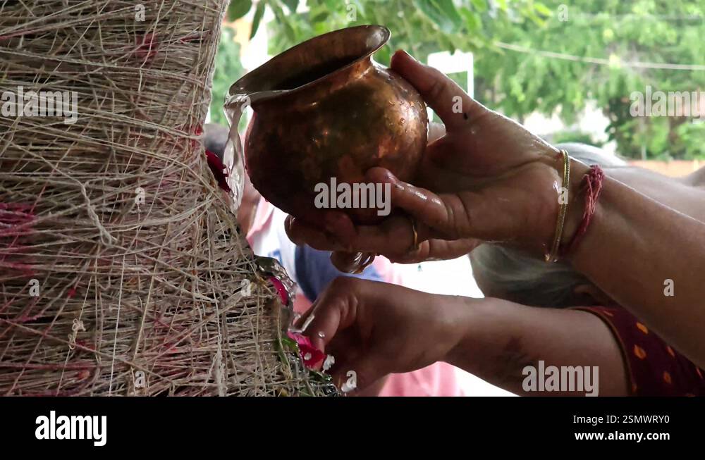 Hindu Prayer Rituals, offering water on peepal tree Stock Video Footage ...