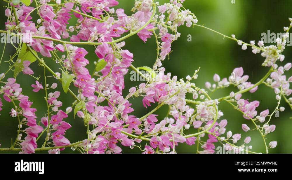 Beautiful mexican creeper flowers Stock Videos & Footage - HD and 4K ...