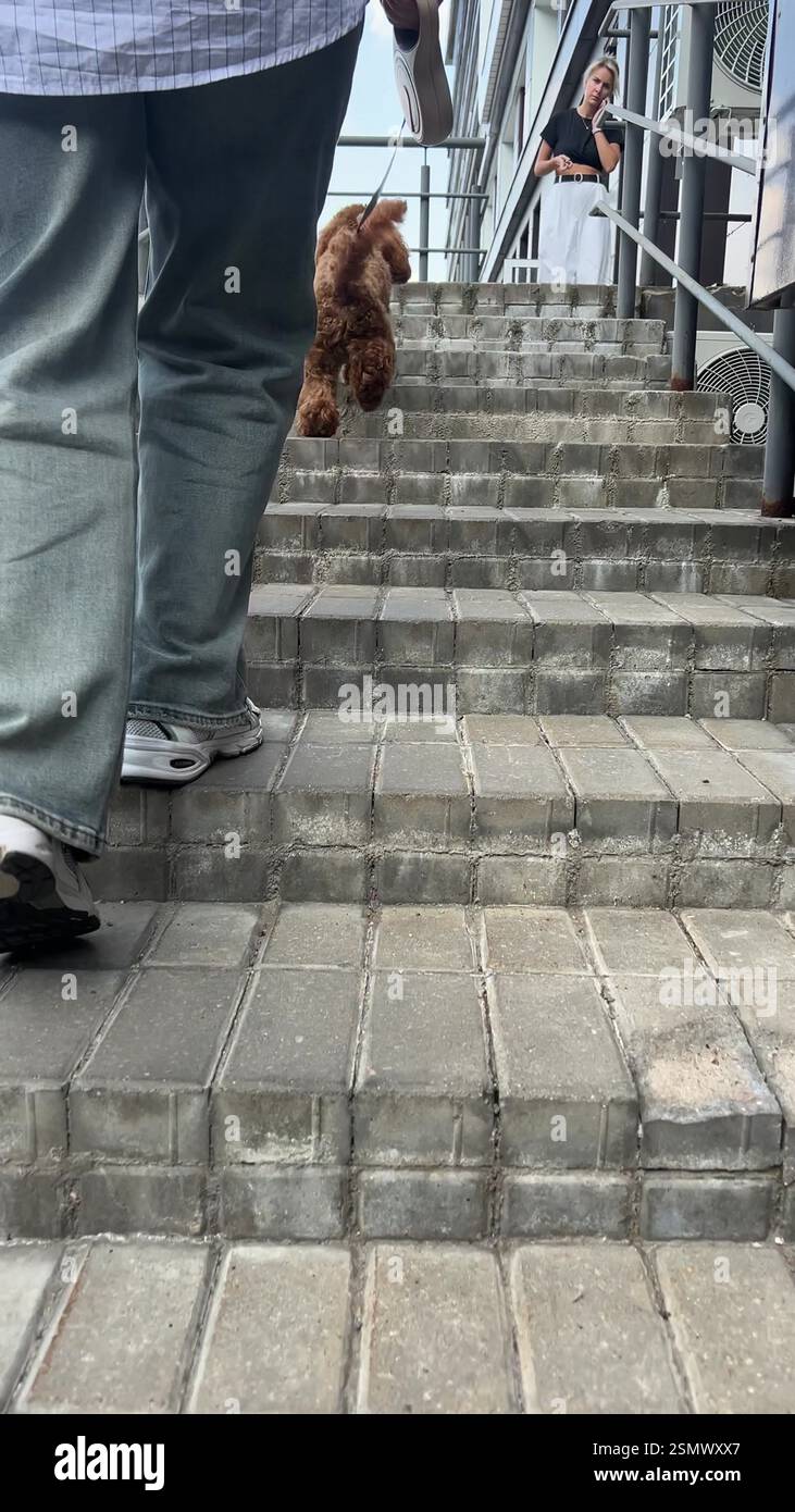 Walking a dog up and down stairs in a busy urban environment Stock ...