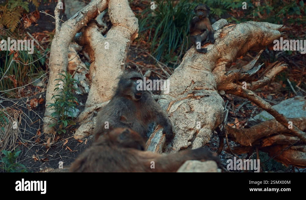 Haroldporter Stock Videos & Footage - HD and 4K Video Clips - Alamy