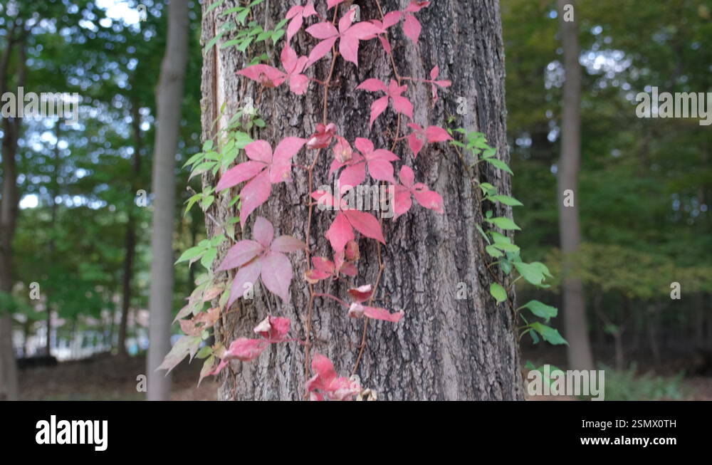 Virginia creeper tree trunk Stock Videos & Footage - HD and 4K Video ...