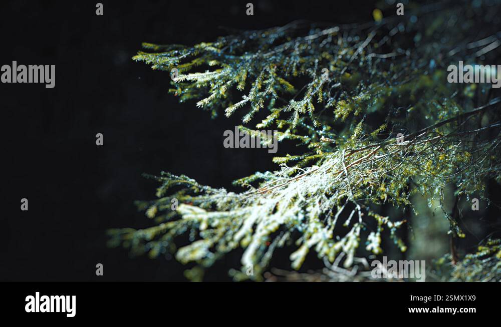 The soft green needles of pine tree branches are beautifully backlit by ...