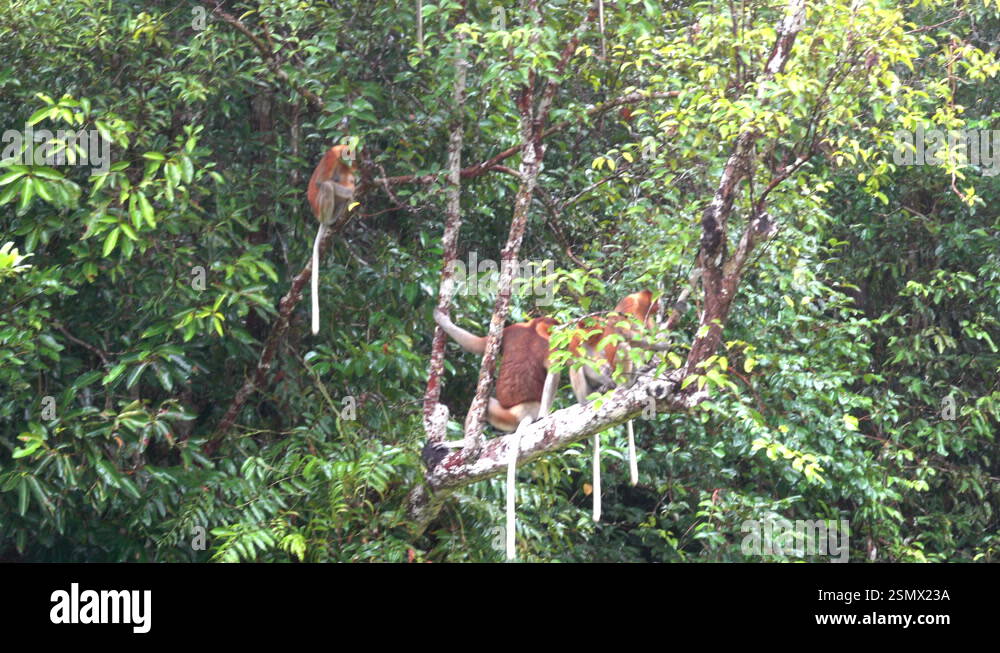 Trees of borneo Stock Videos & Footage - HD and 4K Video Clips - Alamy