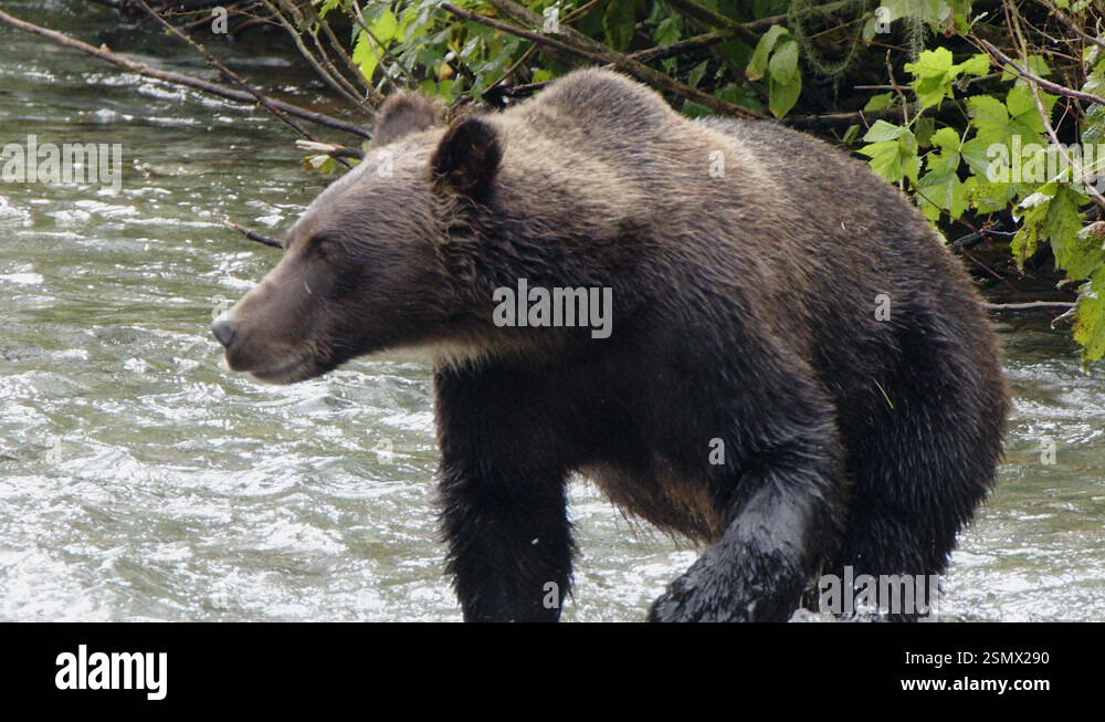 Spawning salmon splash as large Grizzly bear walks slo mo in stream ...