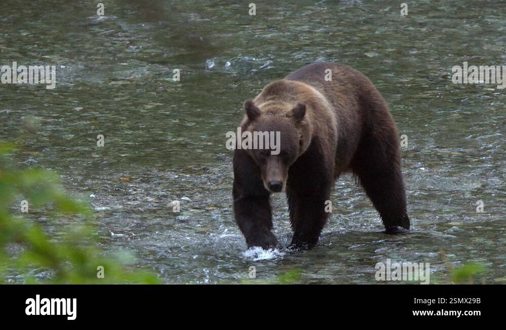 The bear steps Stock Videos & Footage - HD and 4K Video Clips - Alamy