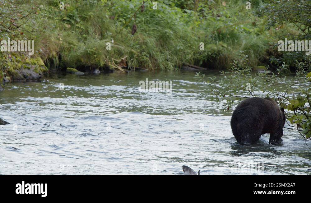 Brown bear wading up salmon stream walks under small tree branch Stock ...