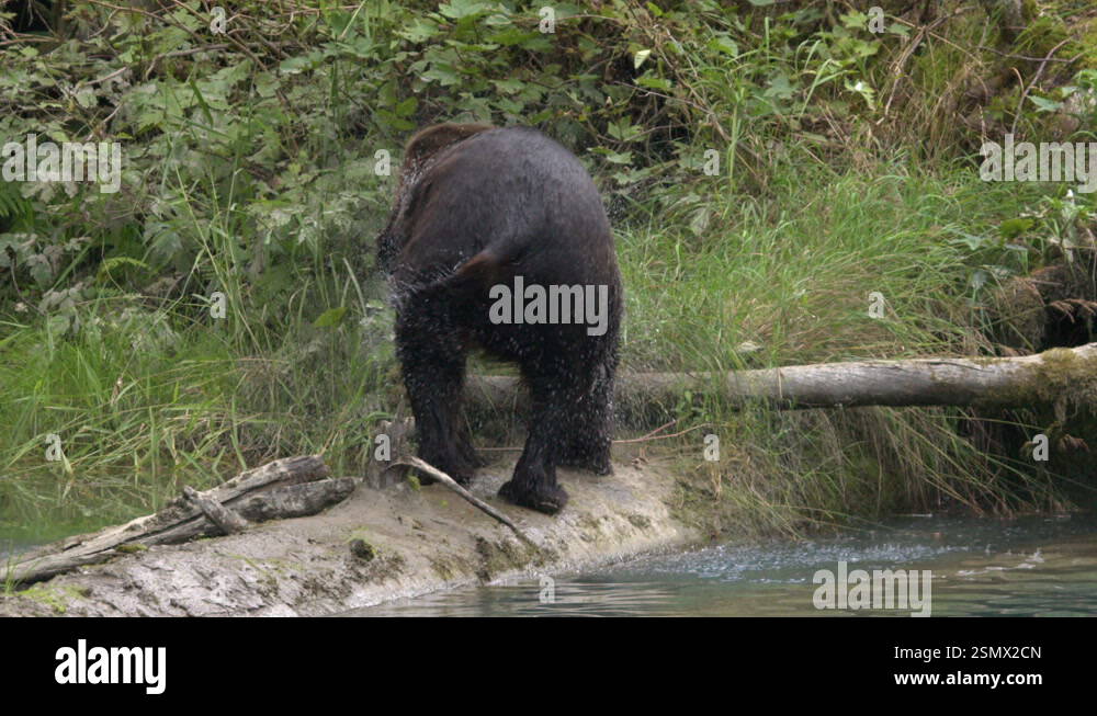 Wet Grizzly bear on large log by pond shakes water off body in slo mo ...