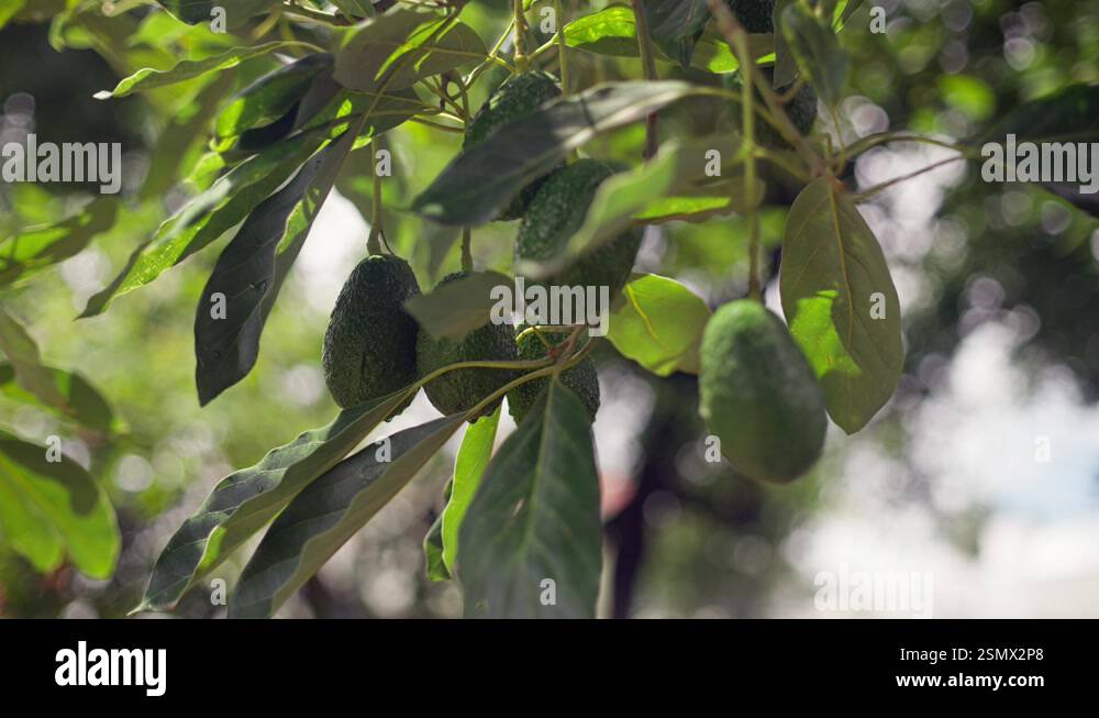 Avocados on the tree Stock Videos & Footage - HD and 4K Video Clips - Alamy
