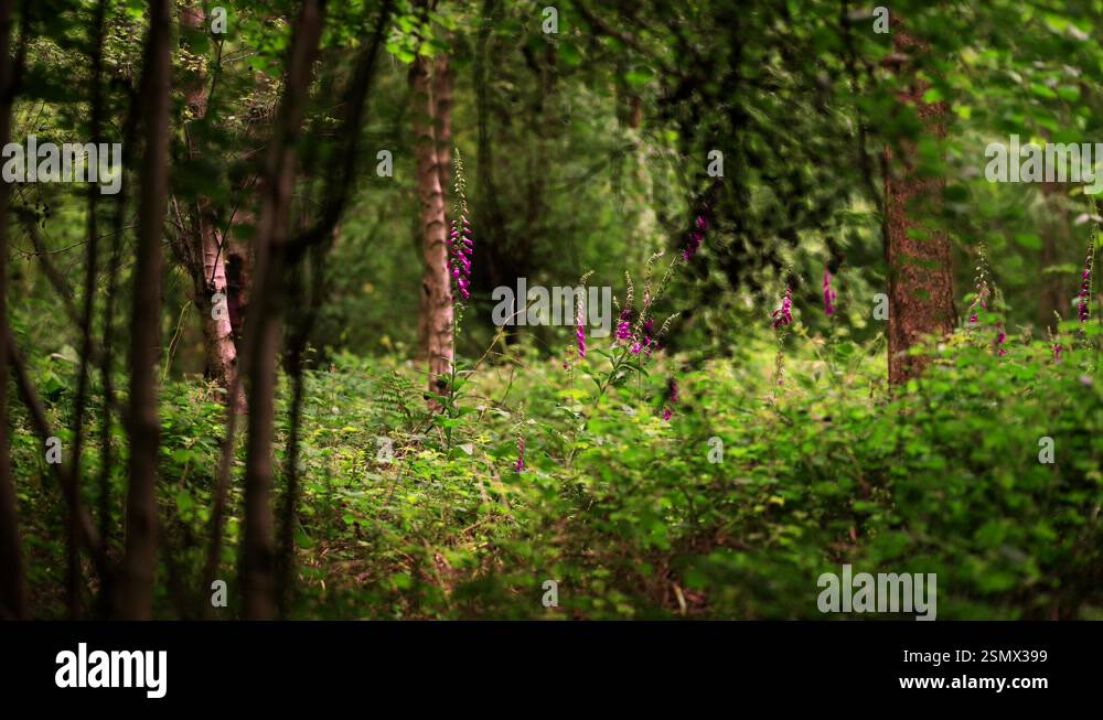 Layers of trees Stock Videos & Footage - HD and 4K Video Clips - Alamy