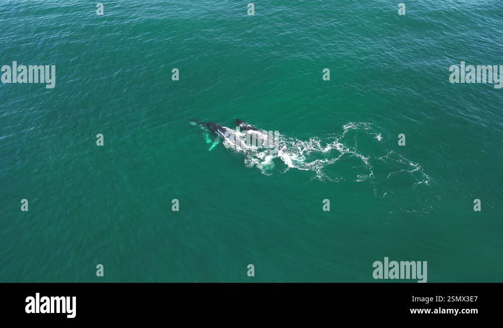 Animal mating behaviour Stock Videos & Footage - HD and 4K Video Clips ...