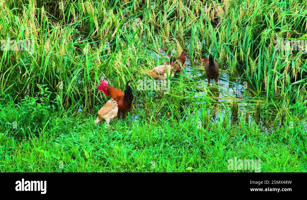 Rooster and chickens eating paddy grain at a flooded rice field in ...
