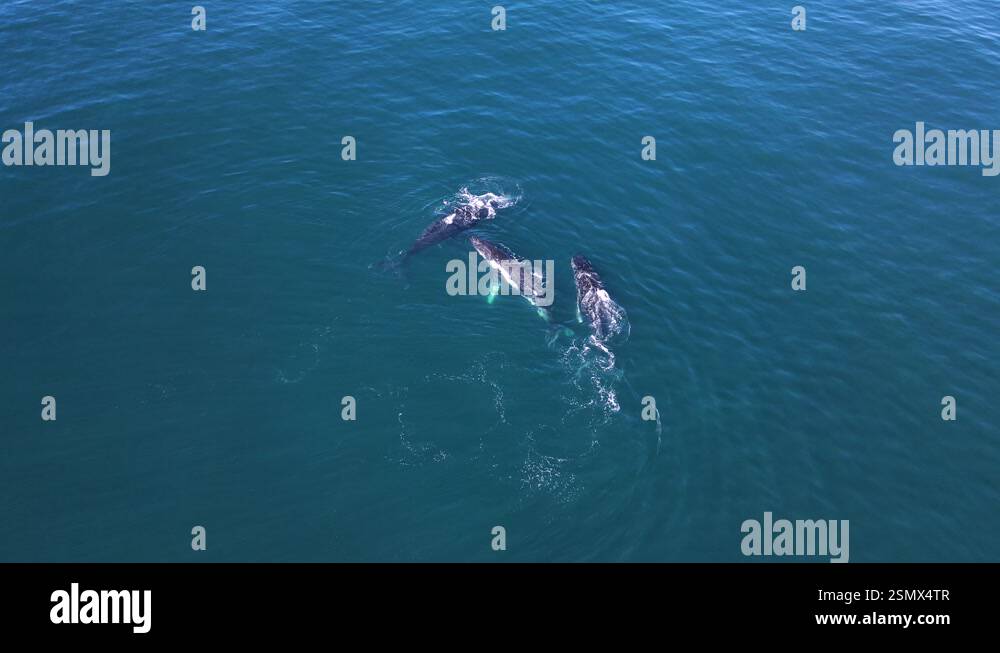 A group of Humpback Whales displaying courtship and mating behaviour ...