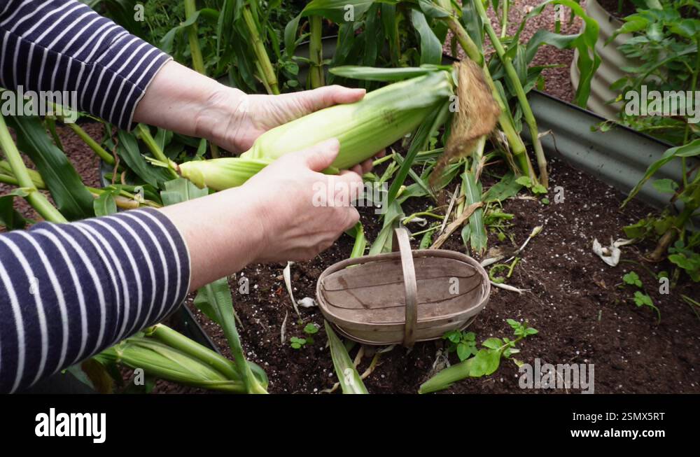 Harvesting sweet corn Stock Videos & Footage - HD and 4K Video Clips ...