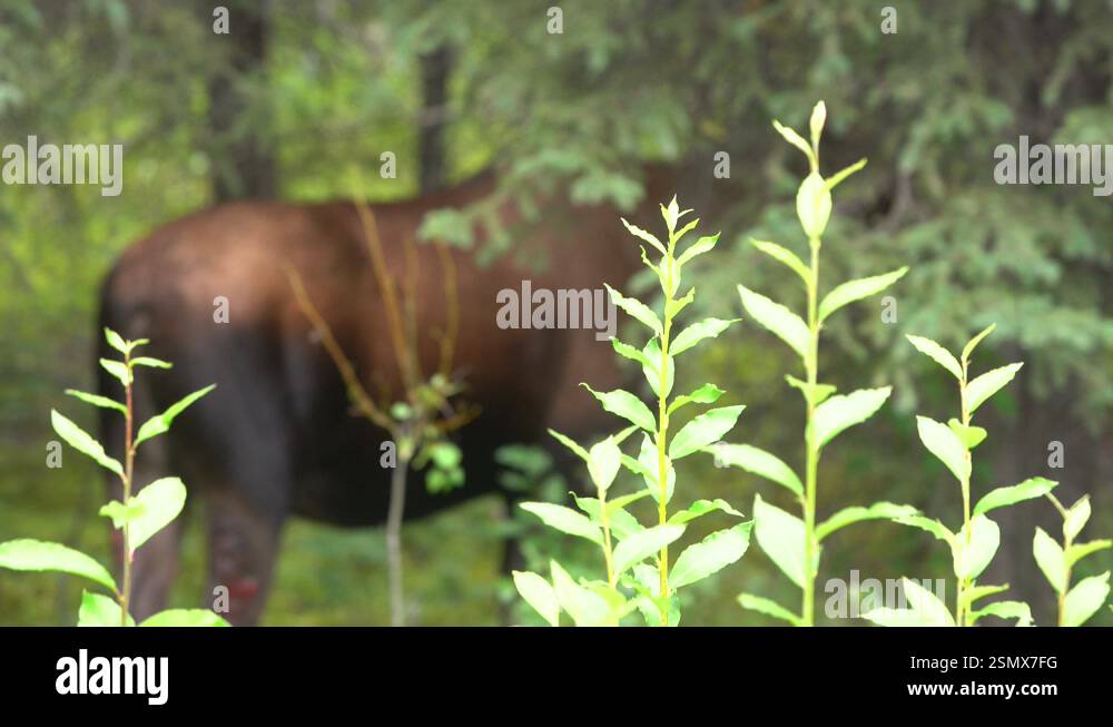 Moose tree Stock Videos & Footage - HD and 4K Video Clips - Alamy