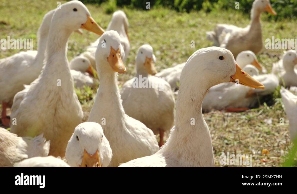 A close up shot of a duck's head, capturing its detailed features and ...