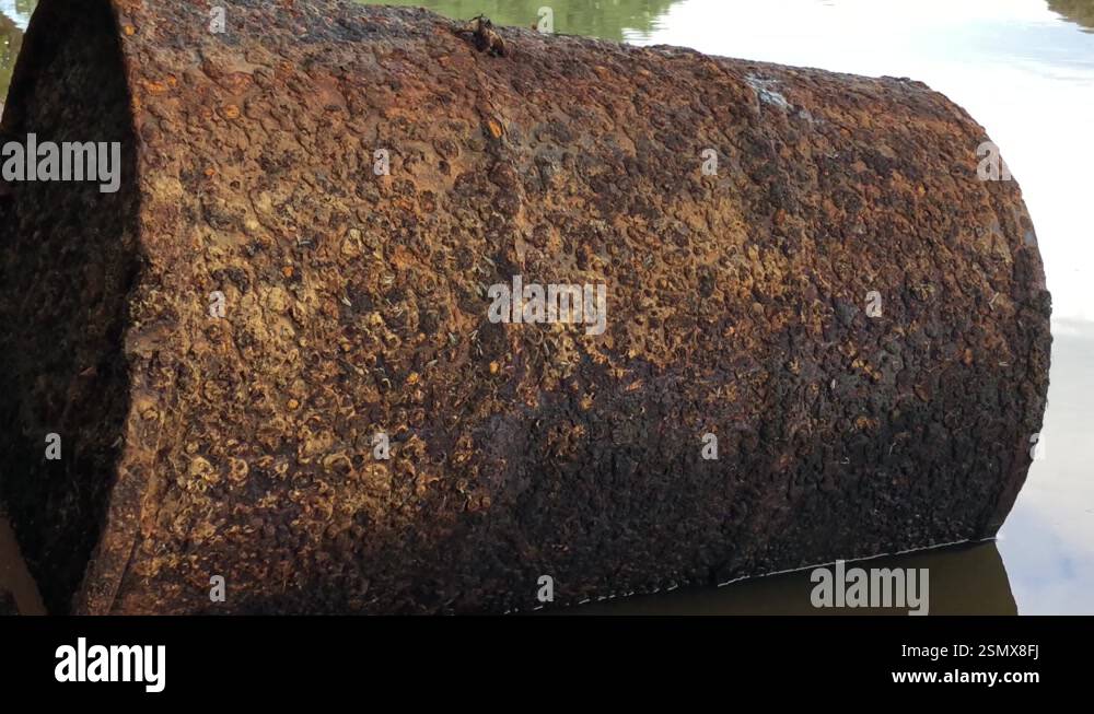 Sea barrel not coral Stock Videos & Footage - HD and 4K Video Clips - Alamy