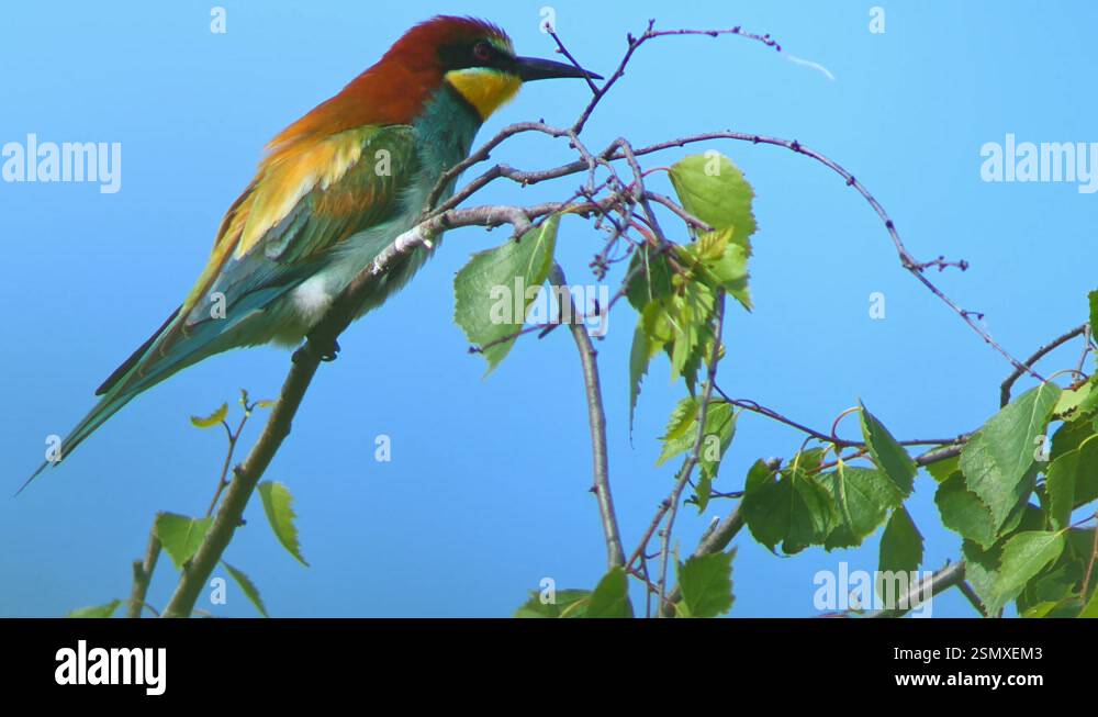 one couple of two bee-eaters (Merops apiaster) sit on a branch and ...