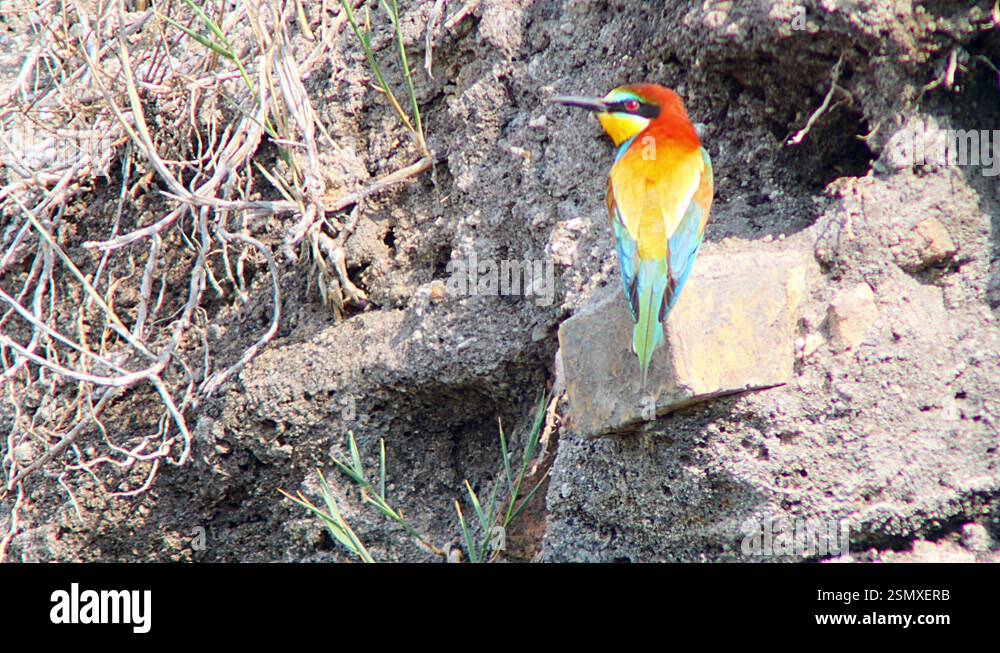 one Bee-eaters (Merops apiaster) sit on a breeding wall and chirp while ...