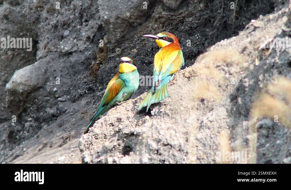 one couple of two Bee-eaters (Merops apiaster) sit on a breeding wall ...