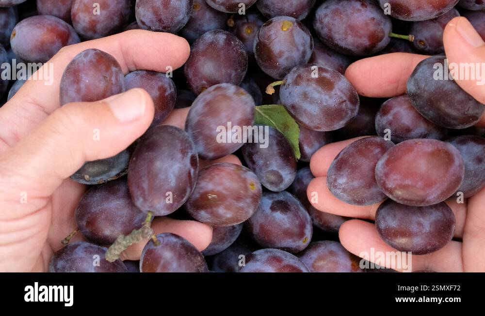 Woman's hands show plums harvest. Ripe plums in the morning light Stock ...