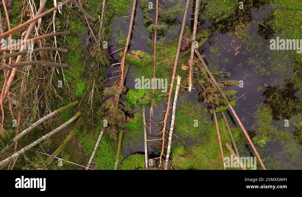 Fallen trees in swamp environment Northern Europe, after heavy windy ...