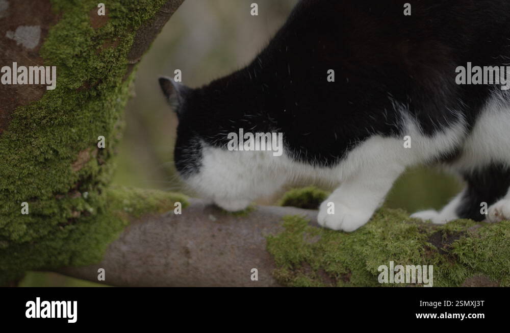 Cute cat balancing on tree branch and biting at moss Stock Video ...