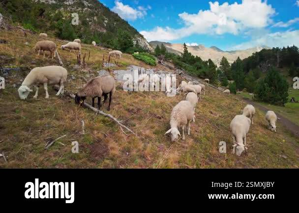 A big flock of sheep grazing in the Pyrenees mountains on the border ...