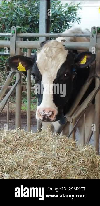Farm cow chewing hay, black and white coloring. High quality 4k footage ...