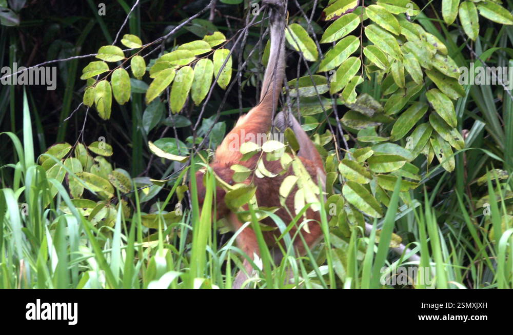 A proboscis monkey hangs by one arm to forage on leaves by the Seconyer ...