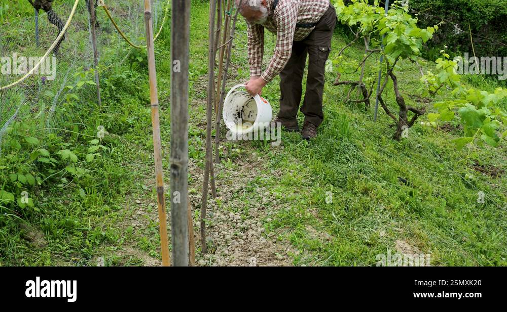 Dedicated winegrower watering grapevines in a lush vineyard , working ...