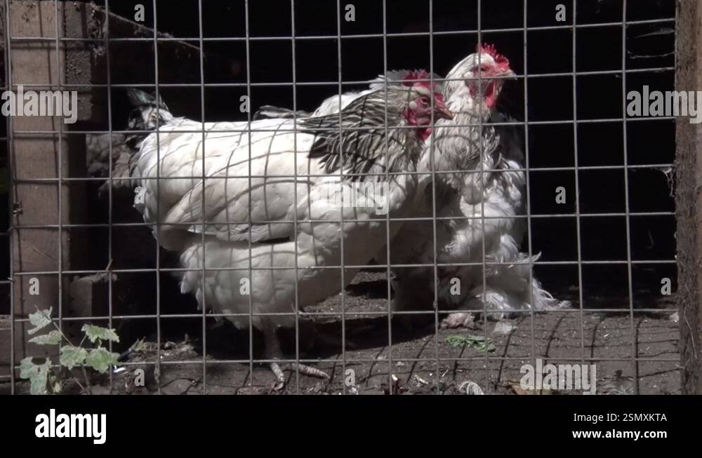 Poultry coup Stock Videos & Footage - HD and 4K Video Clips - Alamy