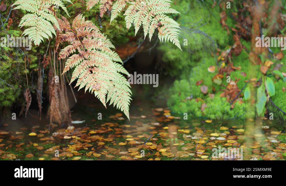 Delicate fern leaves arch gracefully over a quiet forest stream, where ...