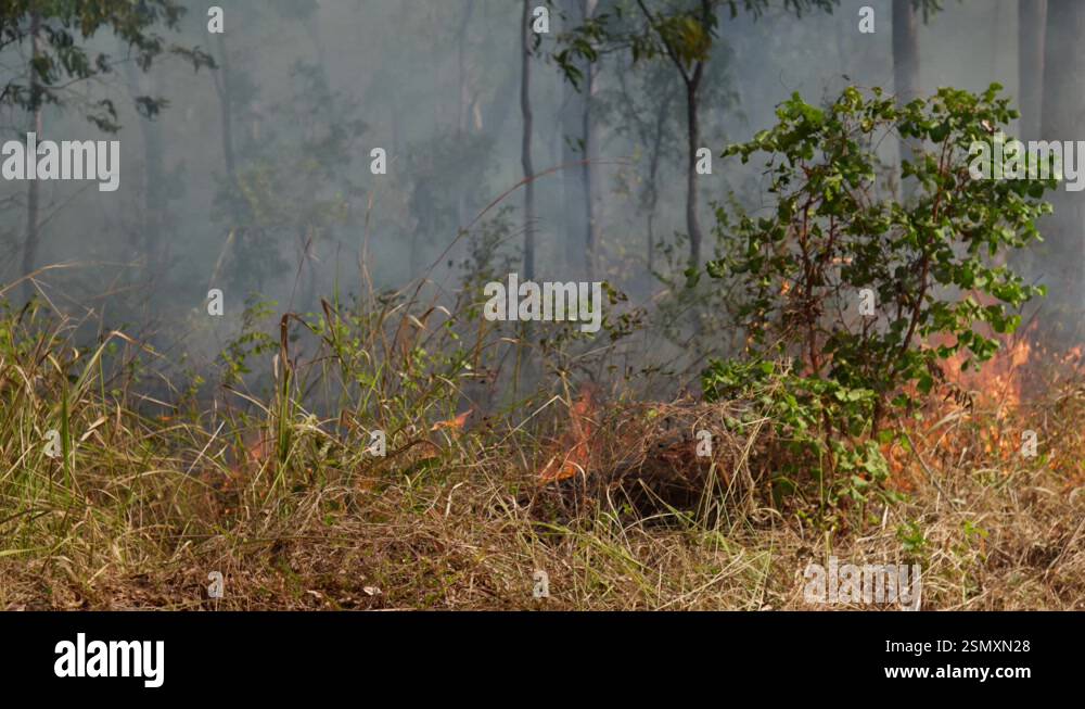 Bushfire in the Australian outback. Smoke and flames. Clip 8 Stock ...