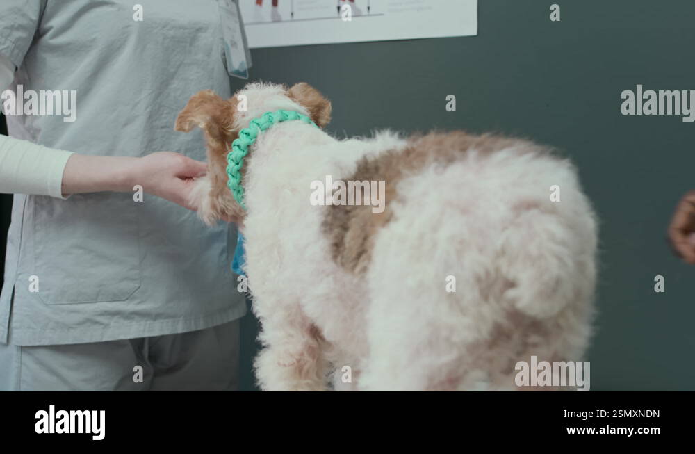 Owner Placing Dog on Examination Table at Vet Clinic Stock Video ...