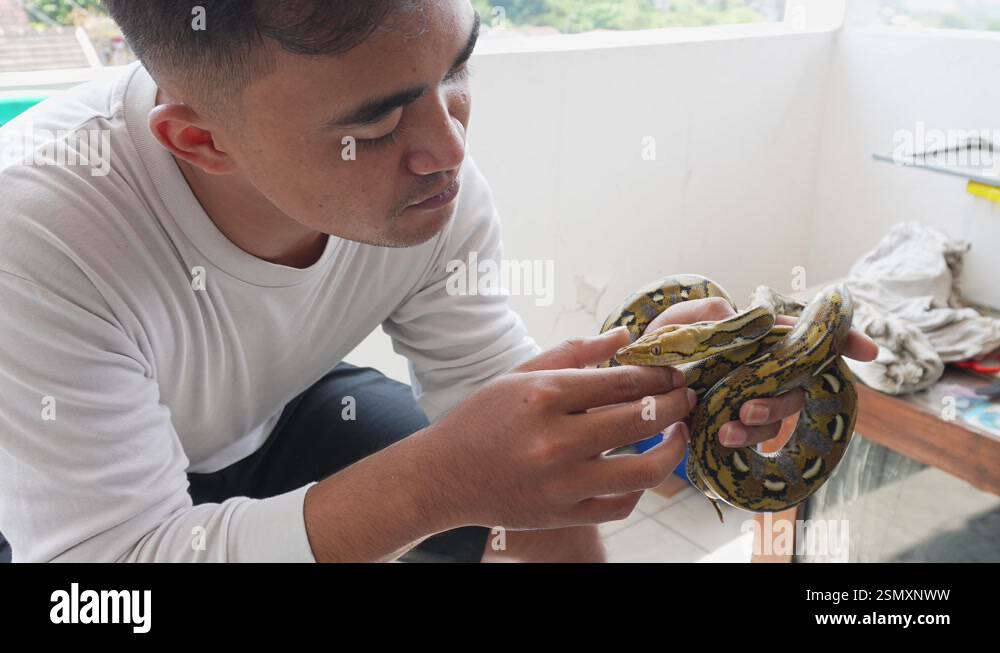 Pet Owner Playing With His Reticulated Python At Home. The Reticulated ...