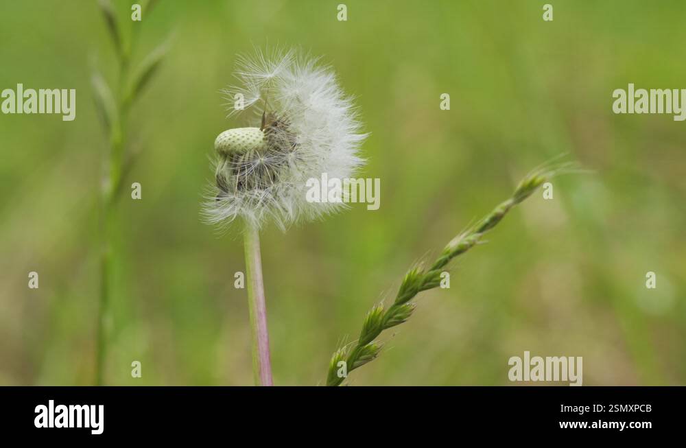 Dandelion with half of its fluff blown away in the wind, capturing the ...