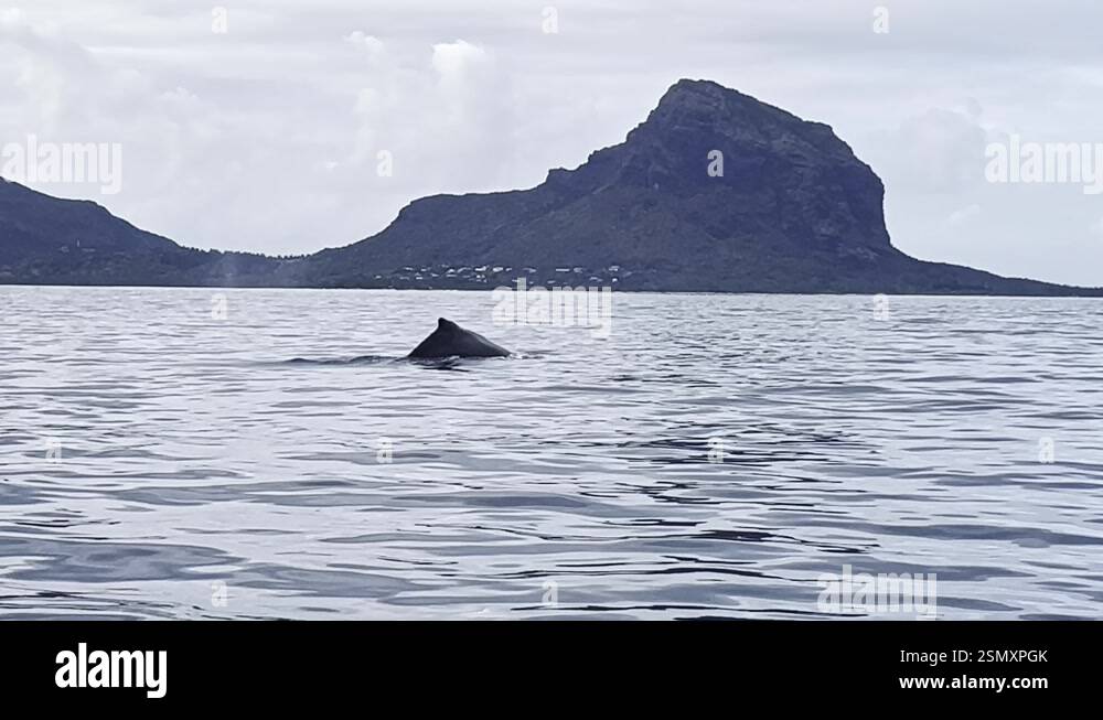 A young humpback whale blows a huge air mist with the Morne mountain in ...