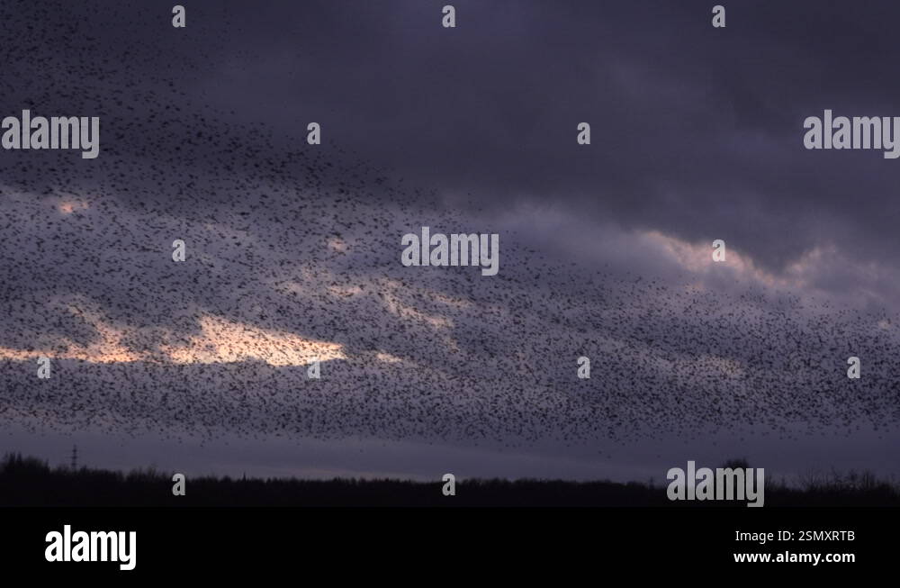 Birds flying in large flock on migration murmuration in the sky 4K ...