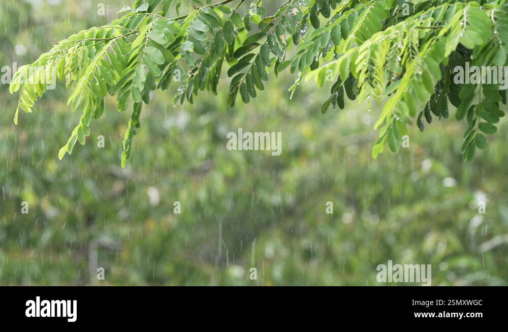 Summer rain in forest. Drops of water dripping from green leaves of ...