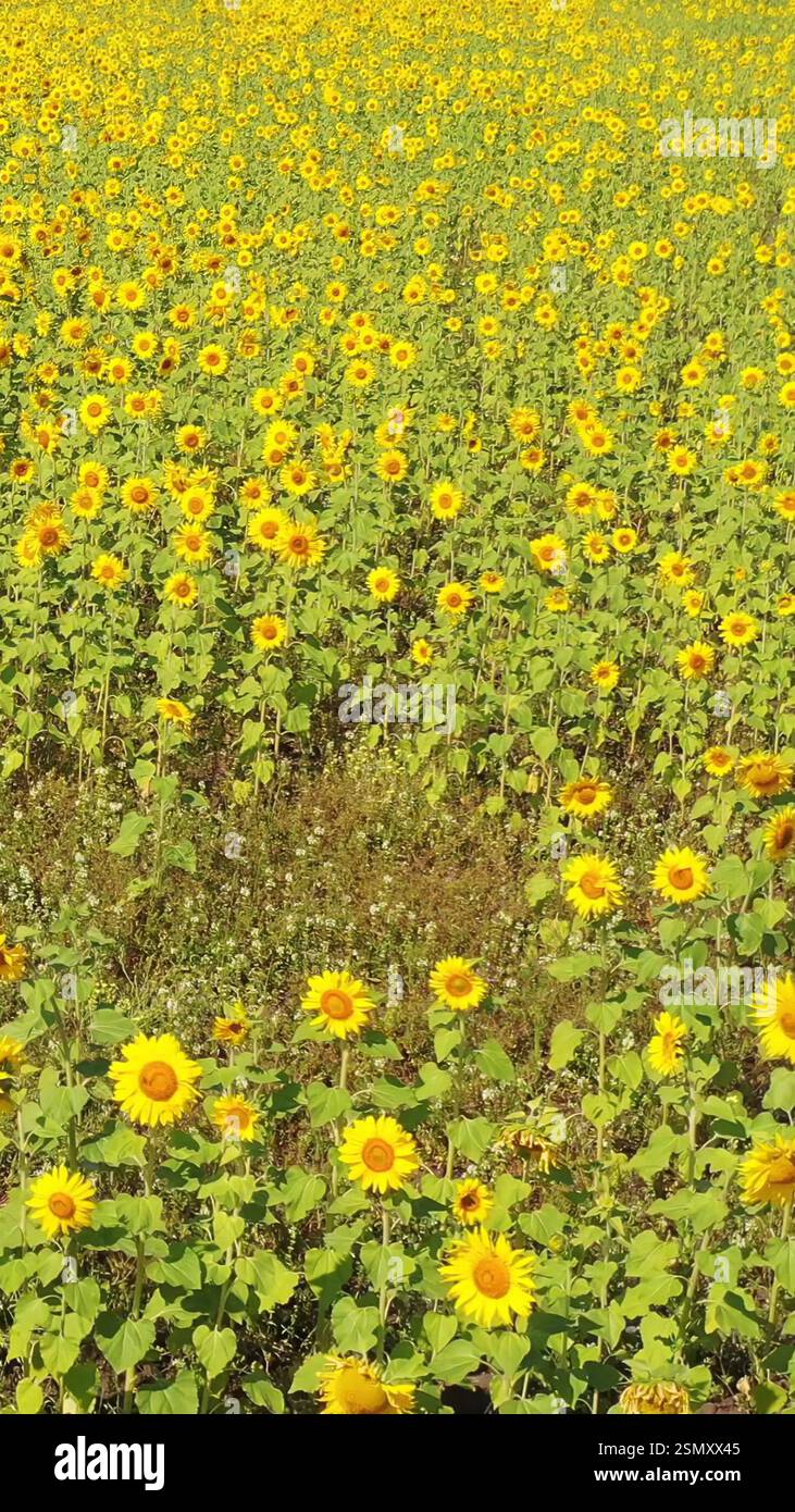 Vertical aerial video of sunflower fields in Altai region. Drone moves ...