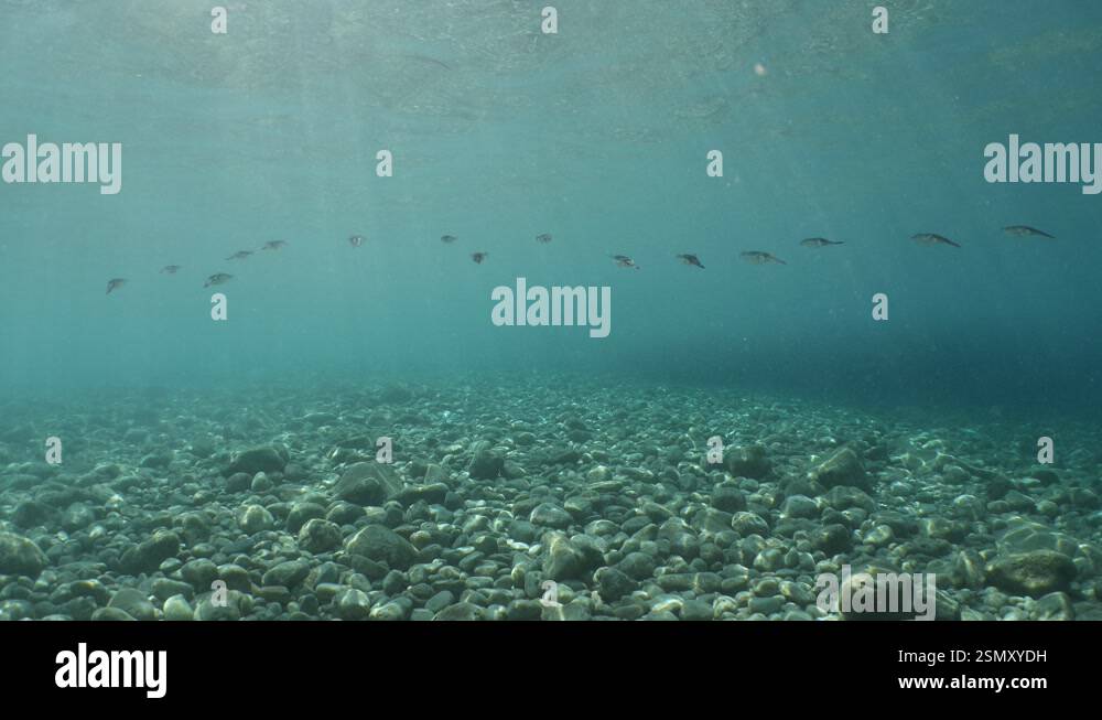 squid calamari underwater cephalopod Decapodiformes sepioteuthis ...